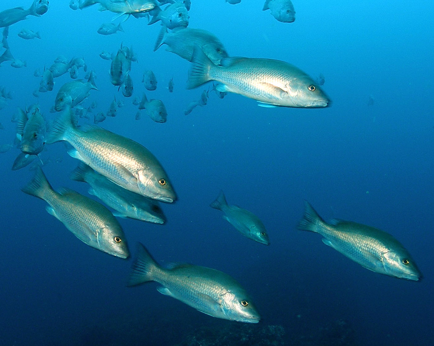 Alabama Offshore Fishing Spots | Gulf GPS Fishing Spots Maps